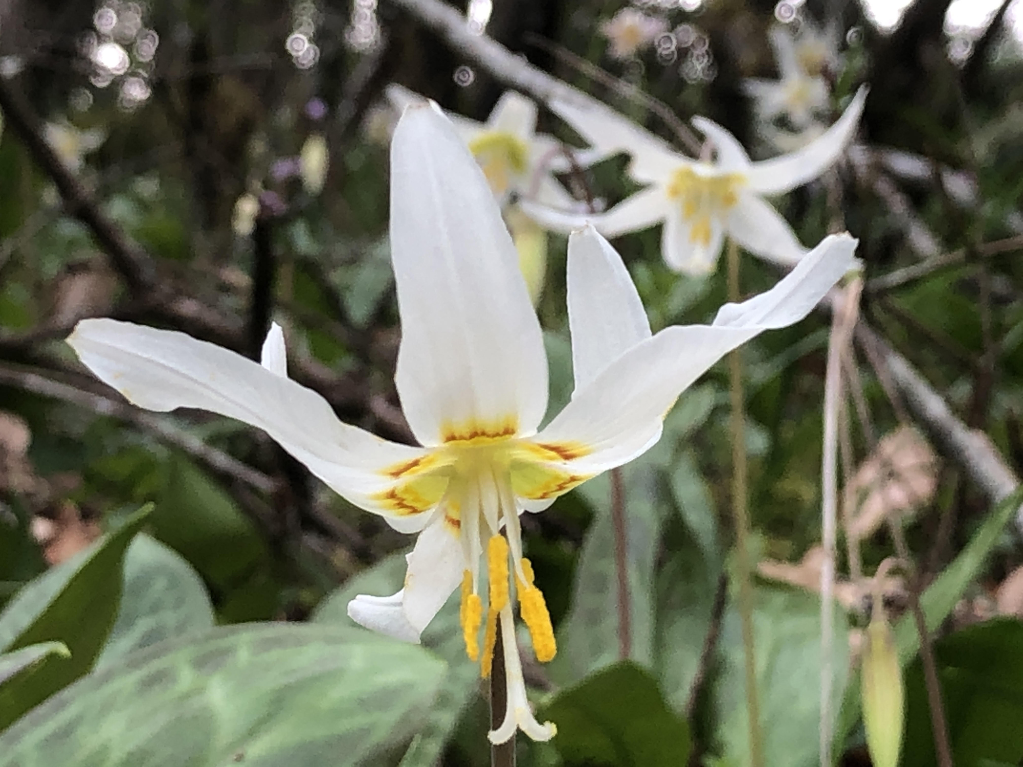 Garry Oak Ecosystems - Welcome